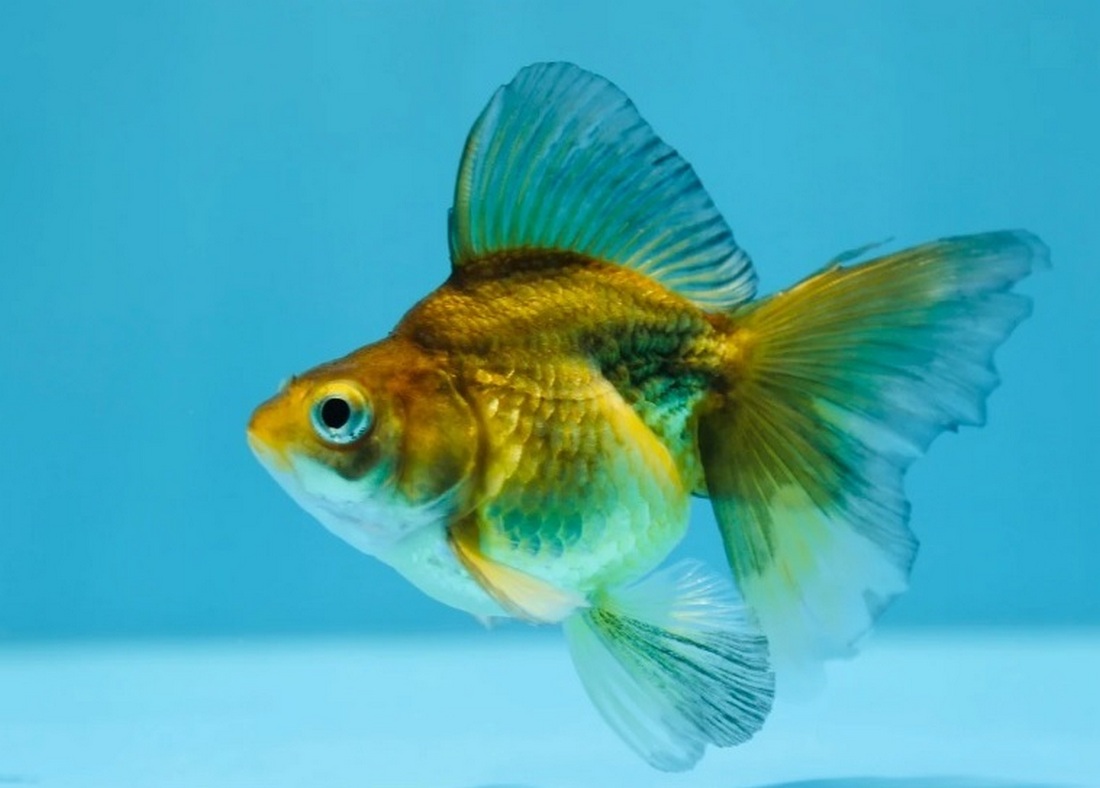 Carassius auratus auratus (Linnaeus, 1758)